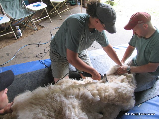 Fiber Arts Friday – Shearing and Skirting – Dutch Hollow Acres